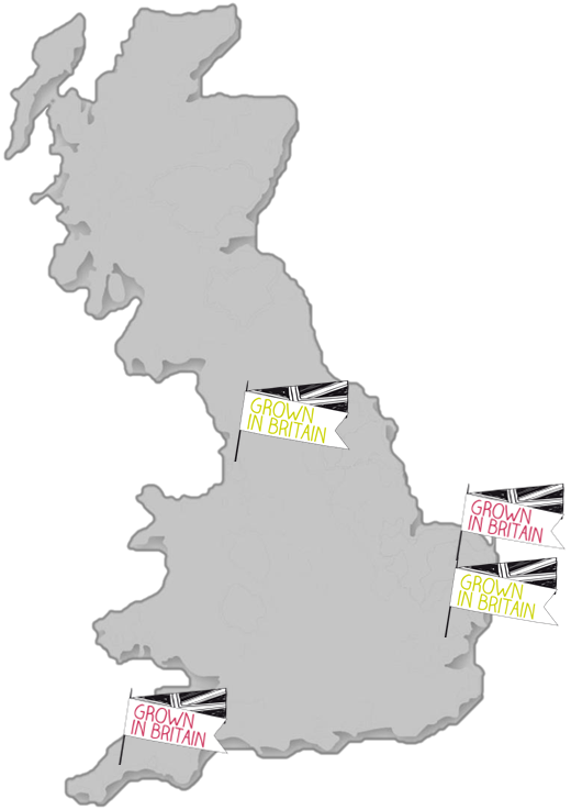 Little Spud Company B.V - The Little Spud Company Ltd